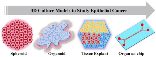 IJMS | Free Full-Text | 3D Modeling of Epithelial Tumors—The Synergy ...