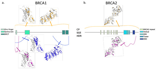 Towards a New, Endophenotype-Based Strategy for Pathogenicity Prediction in BRCA1 and BRCA2: In ...