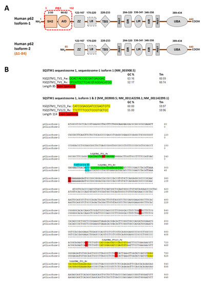 Different Roles of p62 (SQSTM1) Isoforms in Keratin-Related Protein ...