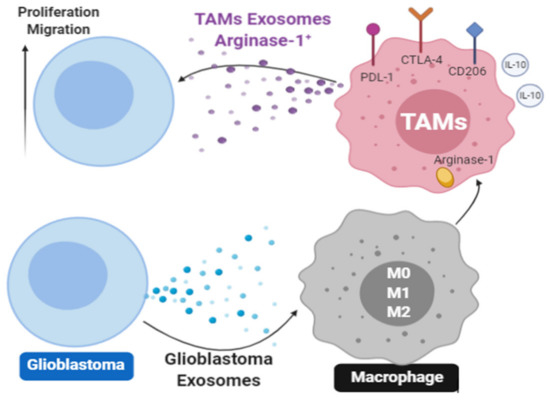 Tumor-Derived Exosomes (TEX) and Their Role in Immuno-Oncology