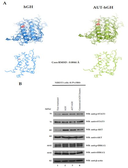 Long-Lasting Growth Hormone Regulated by the Ubiquitin-Proteasome System