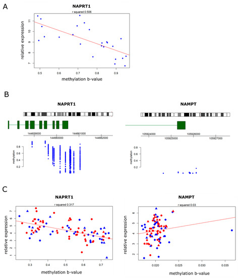 Targeting the NAD Salvage Synthesis Pathway as a Novel Therapeutic ...