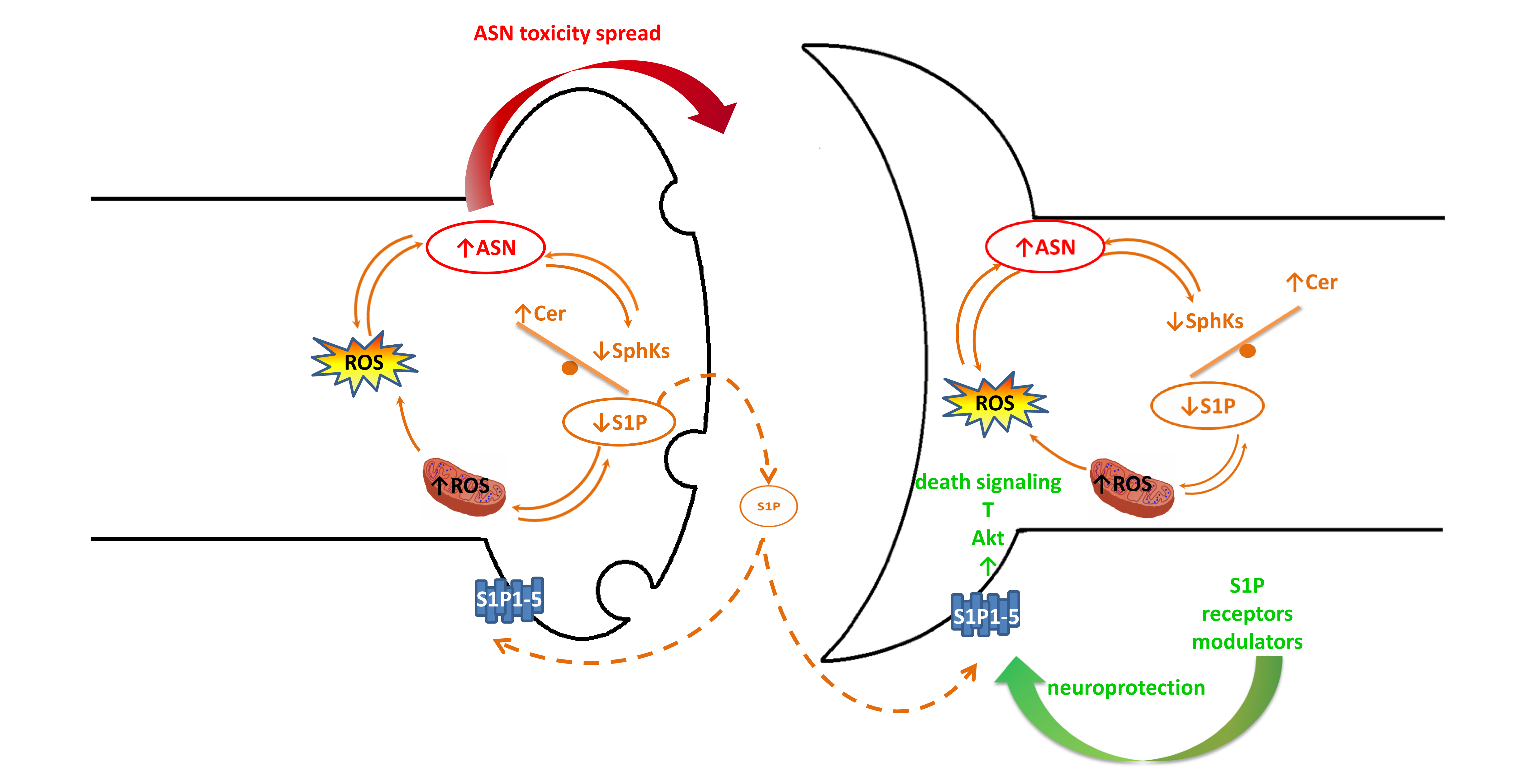 IJMS | Free Full-Text | Recent Insights into the Interplay of Alpha ...