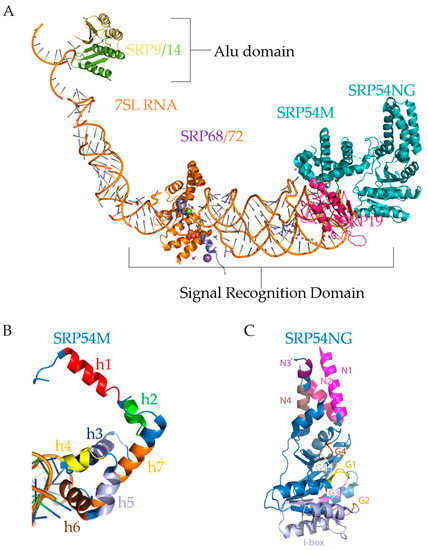 SRPassing Co-translational Targeting: The Role of the Signal ...