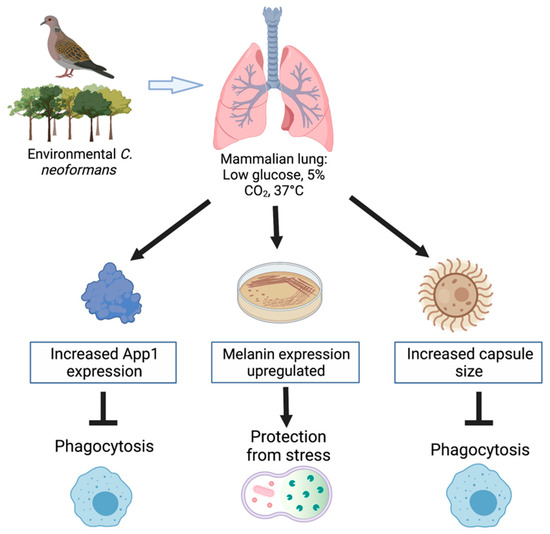 The Environmental Effects on Virulence Factors and the Antifungal ...