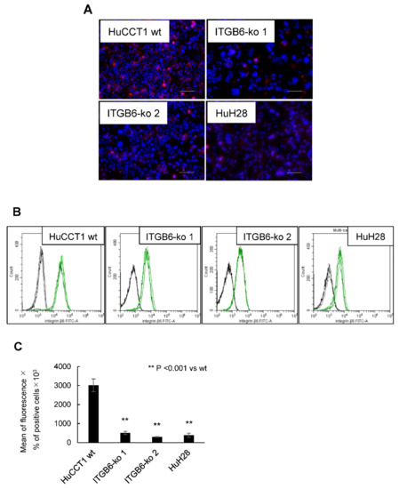 ITGB6-Knockout Suppresses Cholangiocarcinoma Cell Migration and ...