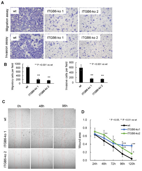 ITGB6-Knockout Suppresses Cholangiocarcinoma Cell Migration and ...