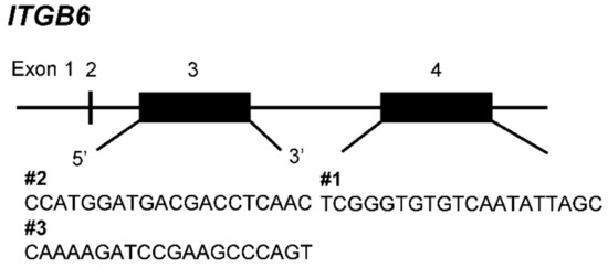 ITGB6-Knockout Suppresses Cholangiocarcinoma Cell Migration and ...
