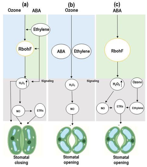 IJMS | Free Full-Text | Ozone Induced Stomatal Regulations, MAPK and ...