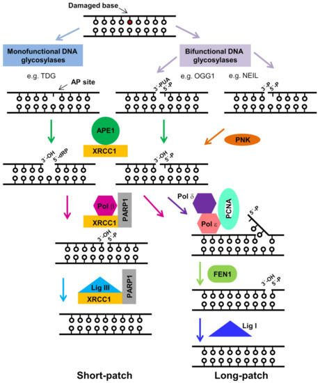 Molecular Mechanisms Regulating the DNA Repair Protein APE1: A Focus on ...