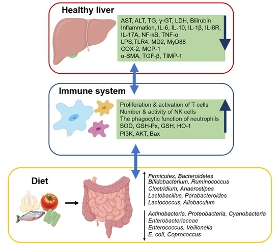 IJMS | Free Full-Text | Diet-Regulating Microbiota and Host Immune ...