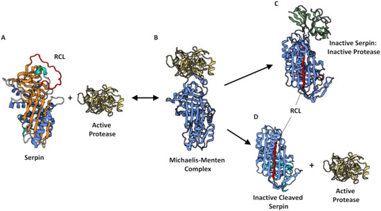 The Serpin Superfamily and Their Role in the Regulation and Dysfunction ...