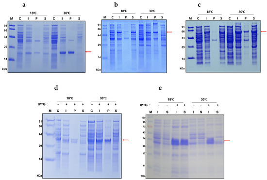 Novel Bacterial Production of Two Different Bioactive Forms of Human ...