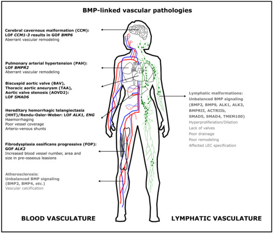 The BMP Pathway in Blood Vessel and Lymphatic Vessel Biology