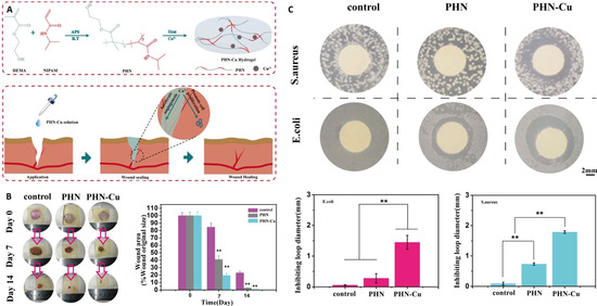 pHEMA: An Overview for Biomedical Applications
