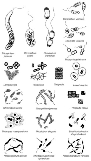 IJMS | Free Full-Text | Molecular Physiology of Anaerobic Phototrophic ...