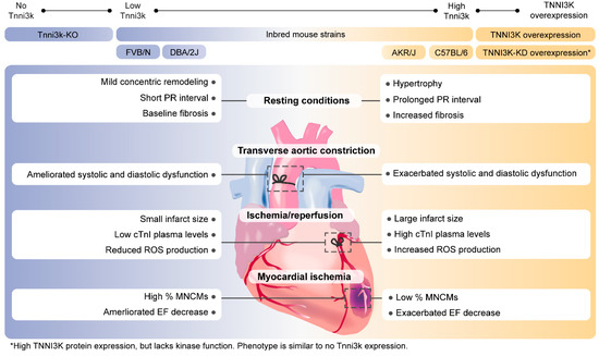 The Diverse Roles of TNNI3K in Cardiac Disease and Potential for Treatment