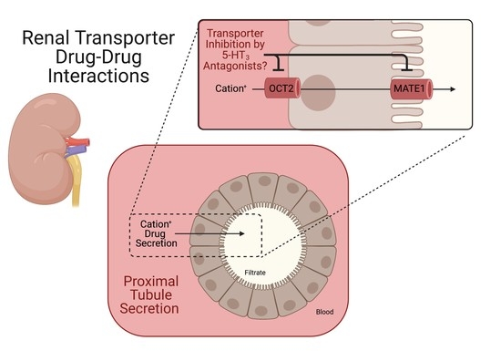 IJMS | Free Full-Text | In Vitro Inhibition of Renal OCT2 and MATE1 ...