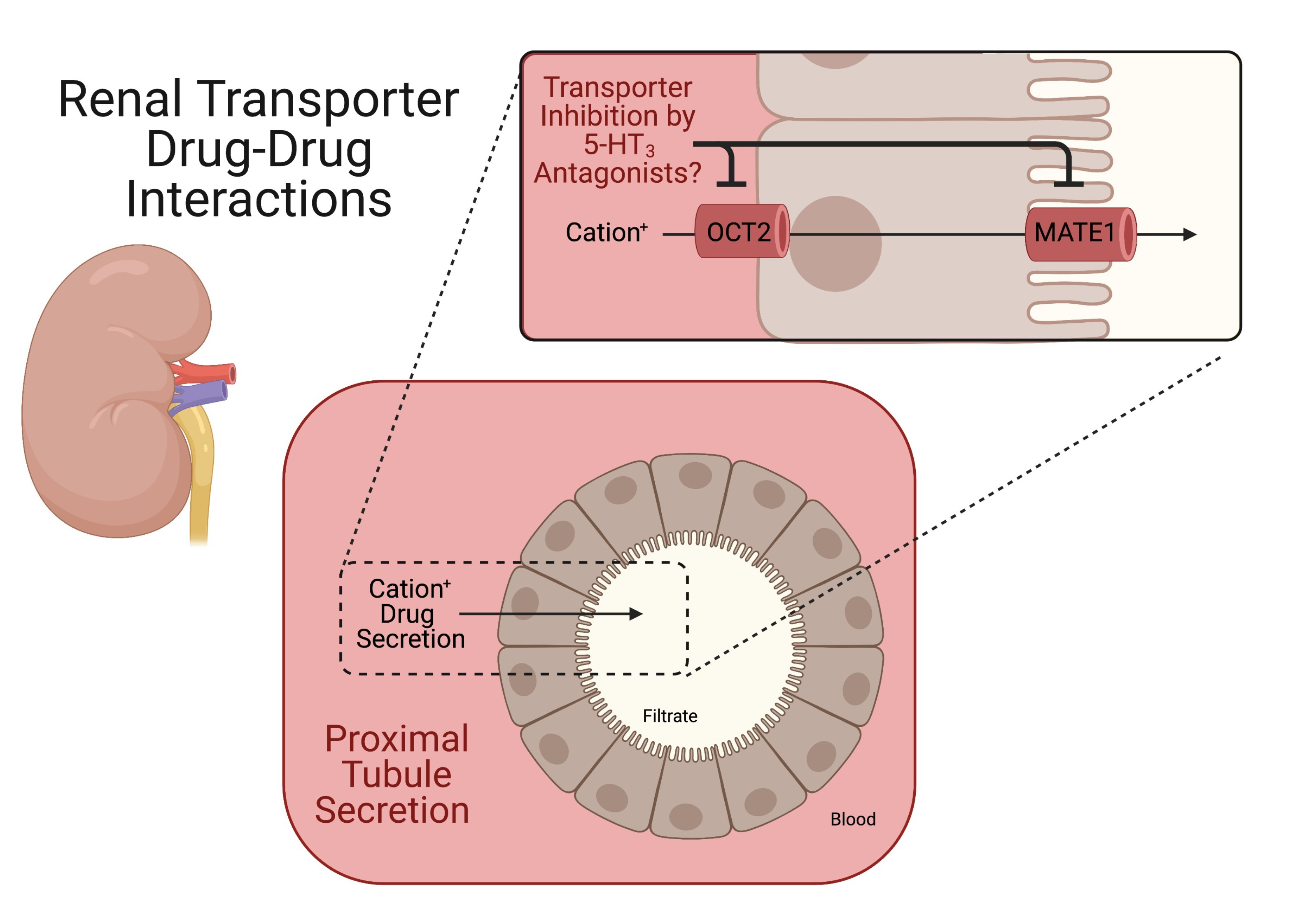 IJMS | Free Full-Text | In Vitro Inhibition of Renal OCT2 and MATE1 ...