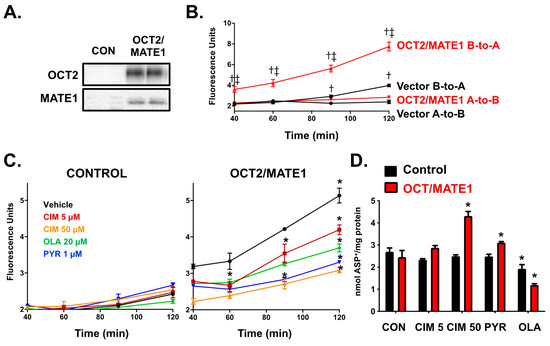 In Vitro Inhibition of Renal OCT2 and MATE1 Secretion by Antiemetic Drugs