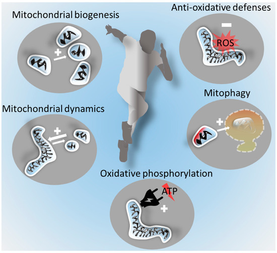 The Muscle-Brain Axis and Neurodegenerative Diseases: The Key Role of ...
