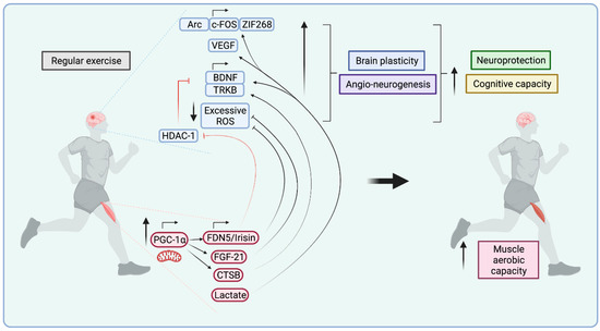 The Muscle-Brain Axis and Neurodegenerative Diseases: The Key Role of ...