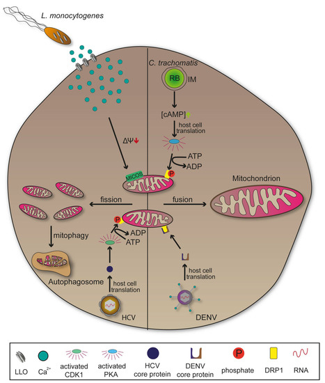 Manipulation of Host Cell Organelles by Intracellular Pathogens
