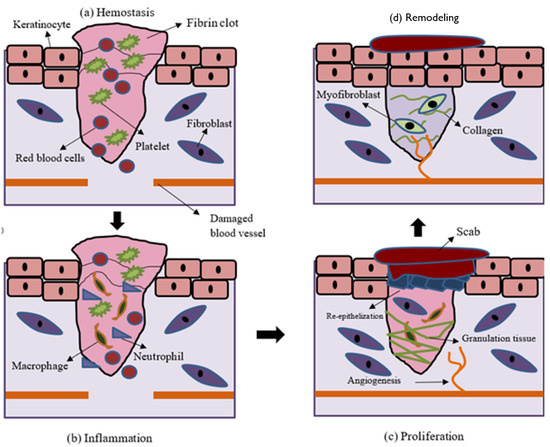 The Role of Calcium in Wound Healing