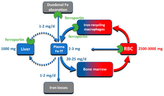 IJMS | Free Full-Text | Hepcidin-Ferroportin Interaction Controls ...