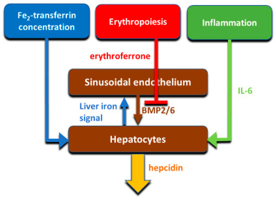 IJMS | Free Full-Text | Hepcidin-Ferroportin Interaction Controls ...