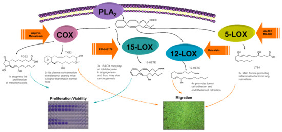 In Vitro Effects of Selective COX and LOX Inhibitors and Their Combinations with Antineoplastic ...