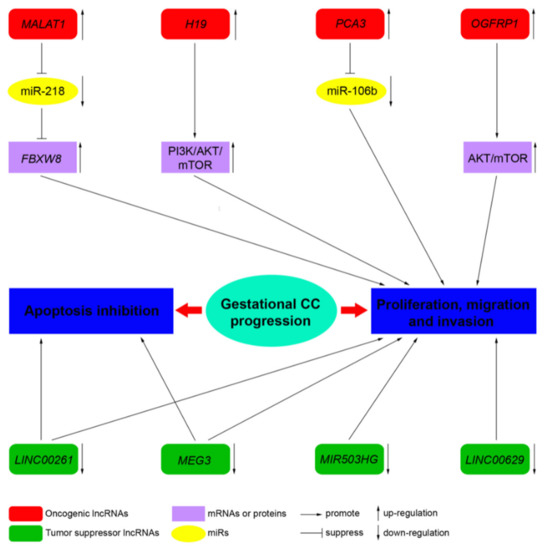 An Overview of the Role of Long Non-Coding RNAs in Human Choriocarcinoma
