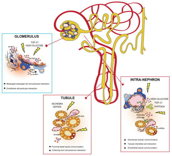 Urinary Extracellular Vesicles: Uncovering the Basis of the ...