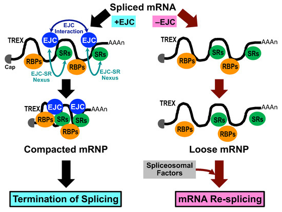 The Exon Junction Complex Core Represses Cancer-Specific Mature mRNA Re ...