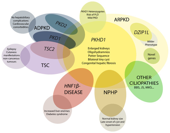 Molecular Pathophysiology of Autosomal Recessive Polycystic Kidney Disease