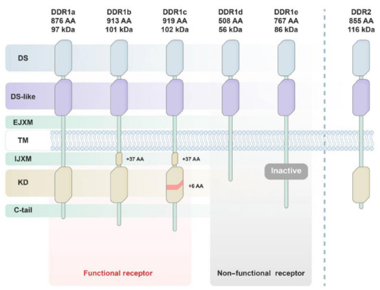 The Journey of DDR1 and DDR2 Kinase Inhibitors as Rising Stars in the Fight Against Cancer