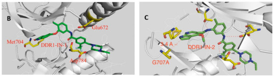 The Journey of DDR1 and DDR2 Kinase Inhibitors as Rising Stars in the ...