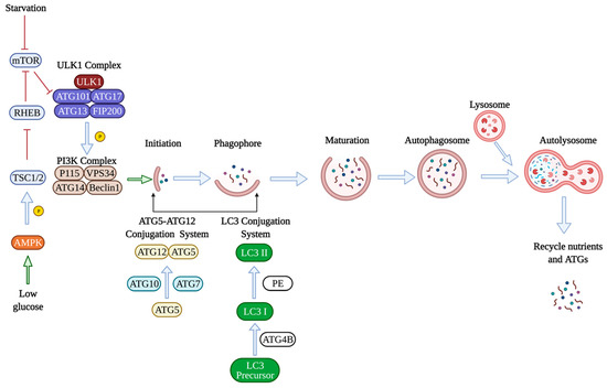 Epigenetic Regulation of Autophagy in Cardiovascular Pathobiology