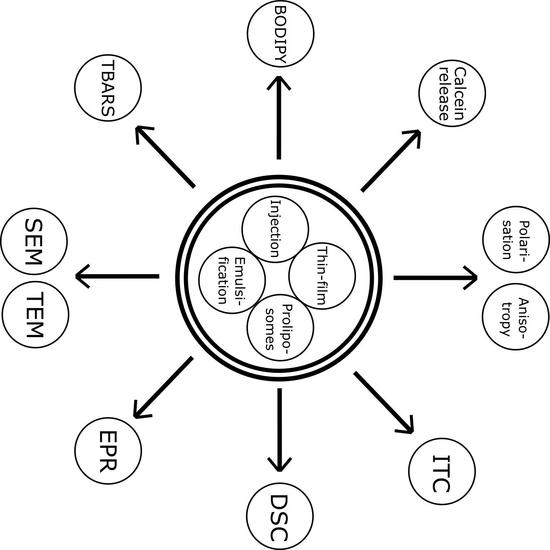IJMS | Free Full-Text | Basic Methods for Preparation of Liposomes and ...