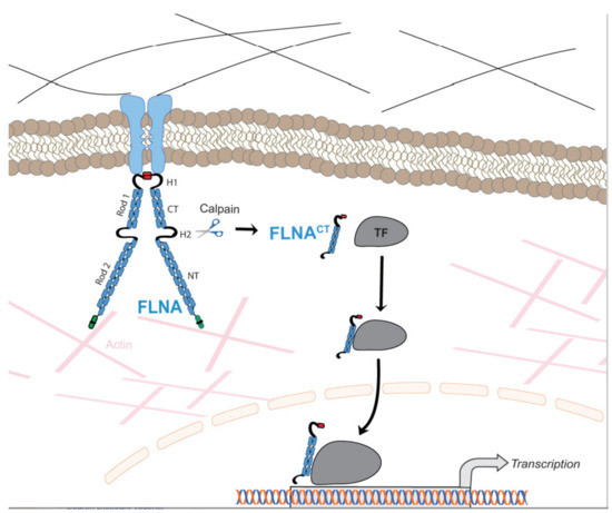 Filamin A Regulates Cardiovascular Remodeling