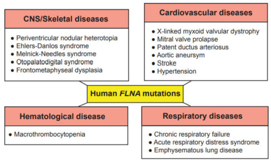 Filamin A Regulates Cardiovascular Remodeling