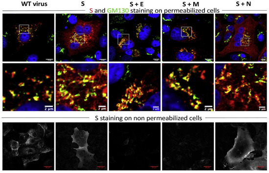Studying SARS-CoV-2 with Fluorescence Microscopy