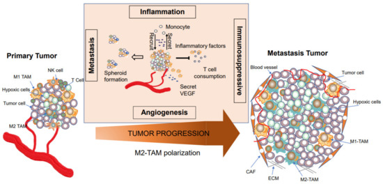 The Impact of the Tumor Microenvironment on Macrophage Polarization in Cancer Metastatic Progression