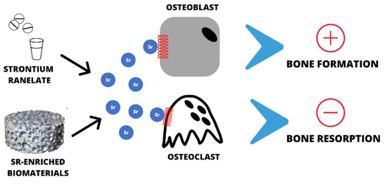 The Influence of Strontium on Bone Tissue Metabolism and Its ...