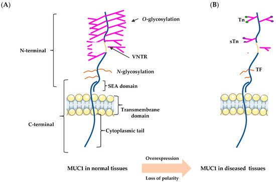 MUC1: Structure, Function, and Clinic Application in Epithelial Cancers
