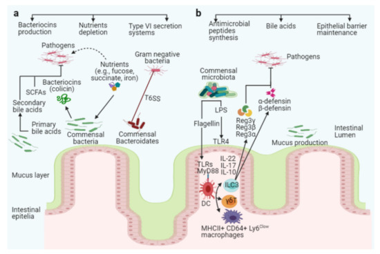 The Intestinal Microbiota: Impacts of Antibiotics Therapy, Colonization ...