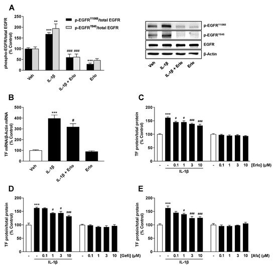 Interleukin-1β Induces Tissue Factor Expression in A549 Cells via EGFR ...
