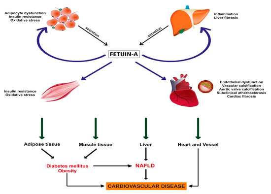 The Evolving Role of Fetuin-A in Nonalcoholic Fatty Liver Disease: An ...