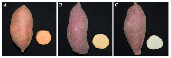 Transcriptomic and Metabolic Profiling of High-Temperature Treated ...