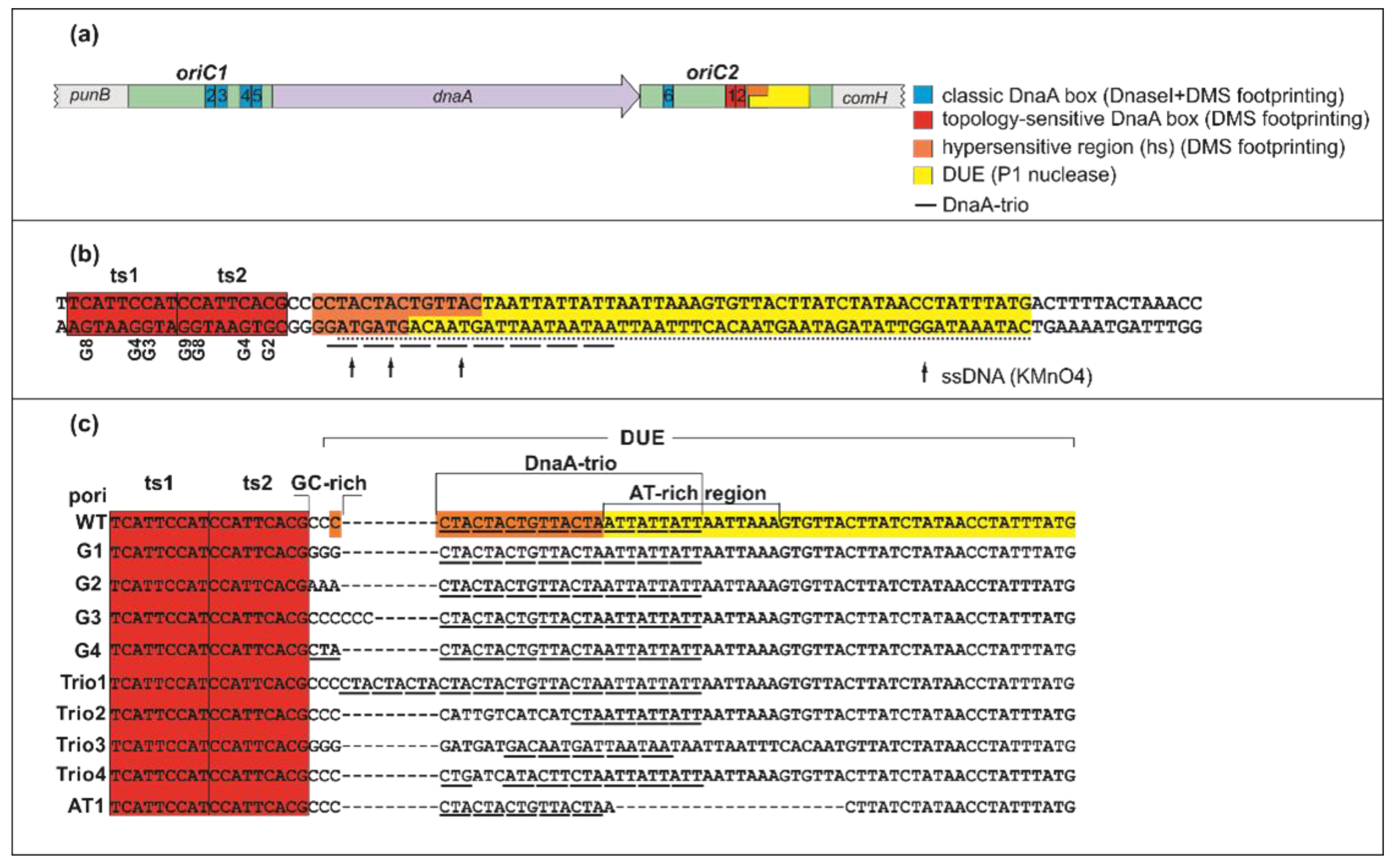 IJMS | Free Full-Text | Putative Cooperative ATP–DnaA Binding to Double ...